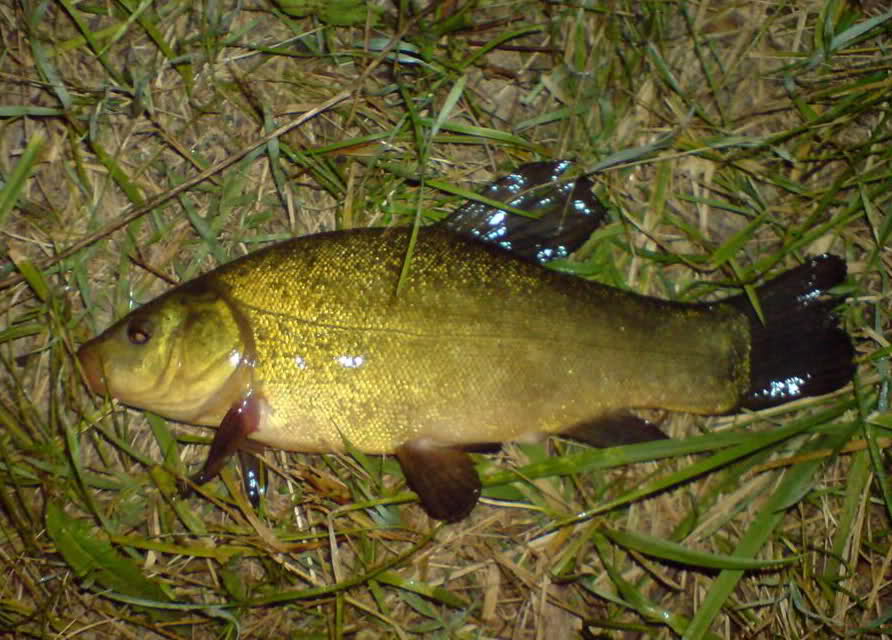 Sve ribe sveta: Linjak