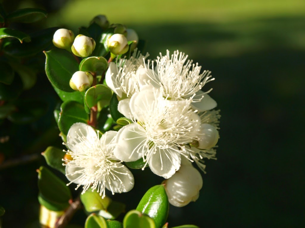 El espiritu de las plantas: Arrayán