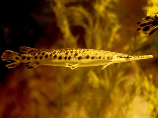 Gar | Wildlife | The Wildlife