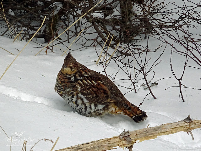 Birds In Winter Ruffed Grouse 7 Photos + Video - ArtByJudieAnn