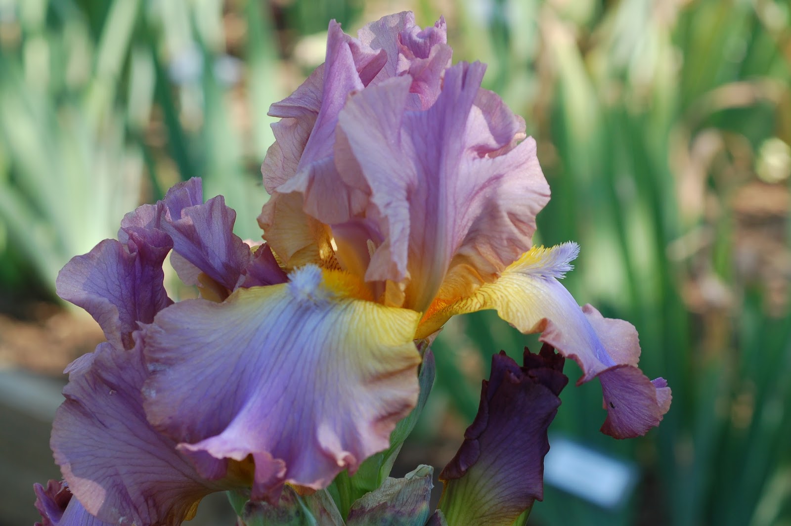 World of Irises: Reblooming Irises: A Love Affair