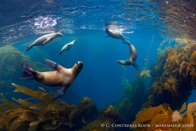 Alternativas para Cuidar el Medio Ambiente: CLAVES PARA ENTENDER LA ...