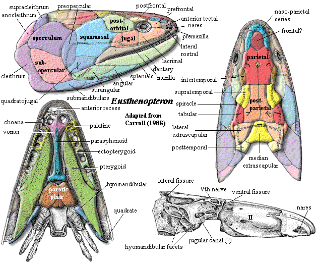 Escenarios prehistóricos: Eusthenopteron