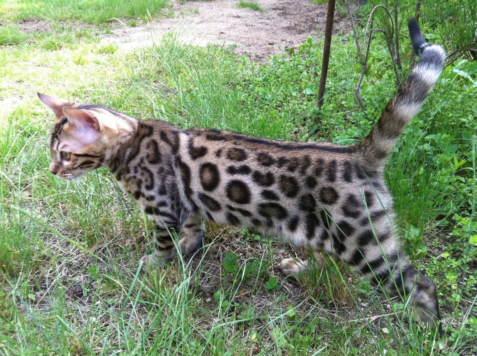 ~ Chatterie BILLI BANGALA ~ Elevage familial de Bengals: La race BENGAL
