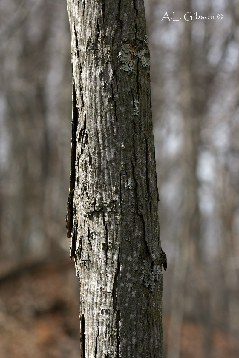 The Buckeye Botanist: Care to Learn Your Carya's (Hickories)?