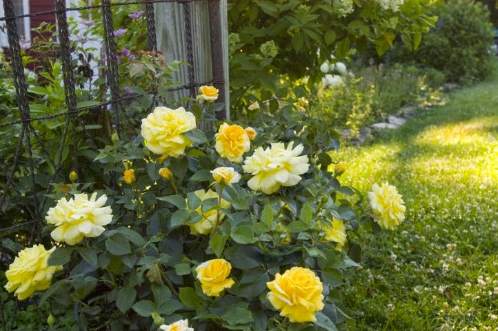 Tää on vielä kesken: Ruusuisia haaveita