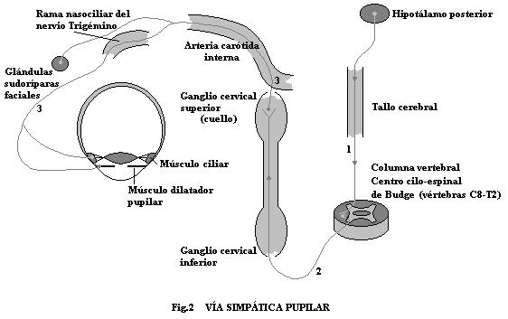 Anatomía de la vía pupilar y Anatomía de la vía óptica