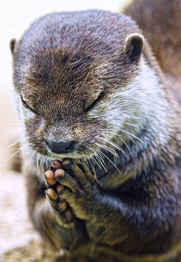 Nichiren Buddhist: Gongyo Style (독경 스타일)