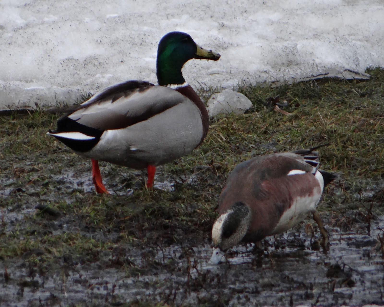 Don't Eat the Paste: April 2013