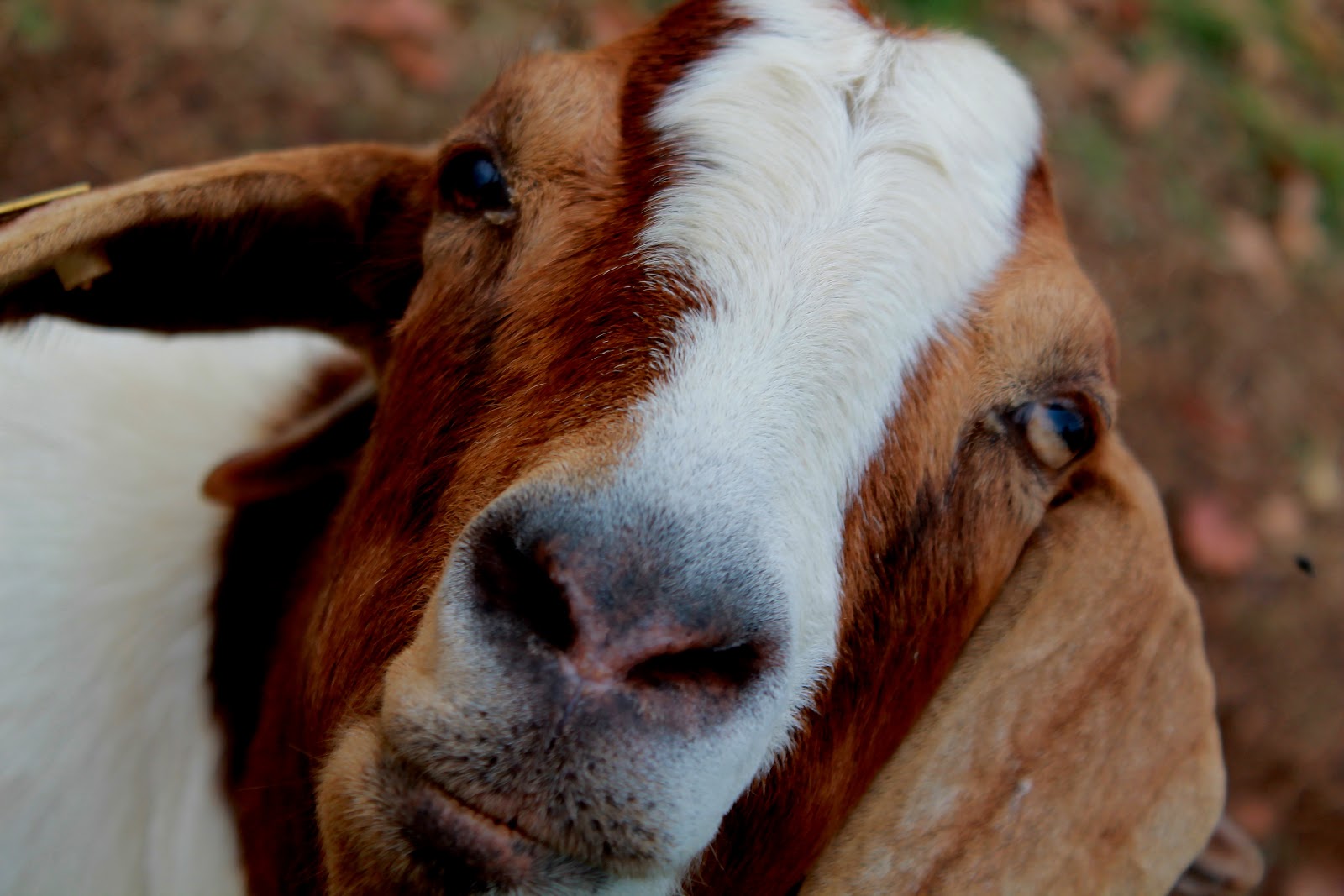 Farm & Family: And then there were goats....