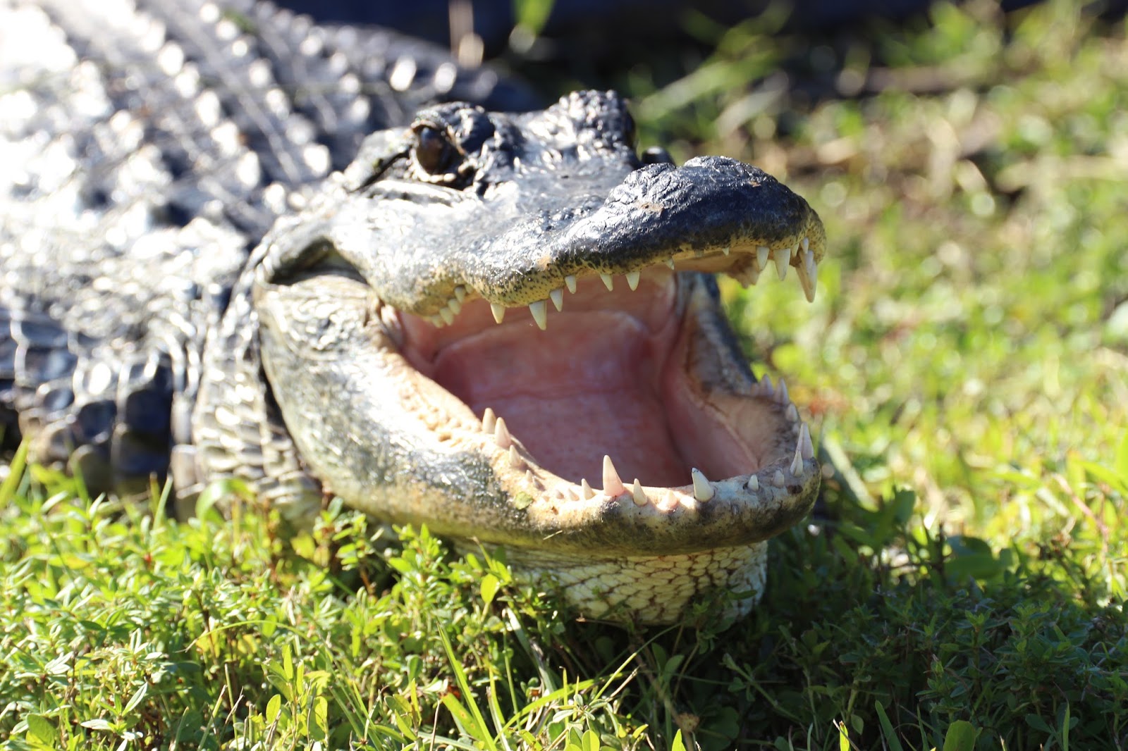 Cannundrums: Alligator Salami