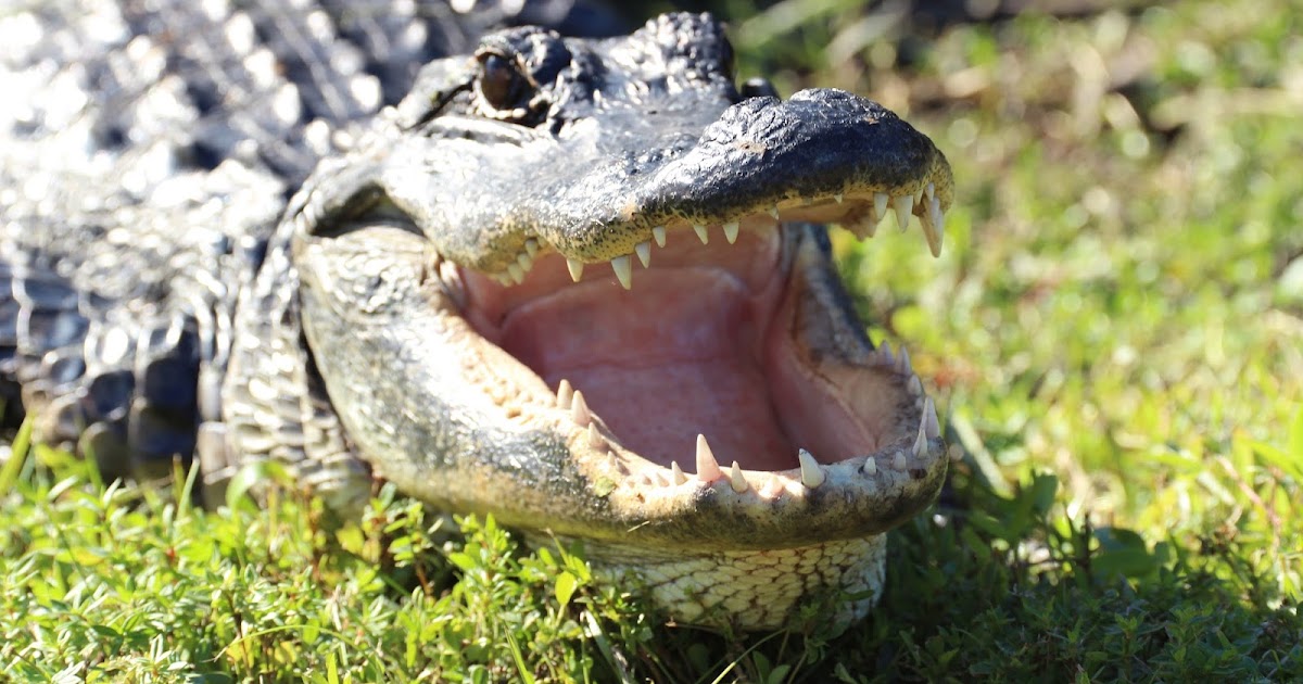 Cannundrums: Alligator Salami