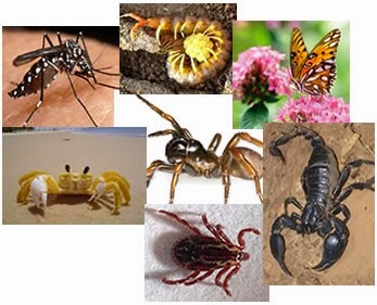 Seja bem-vindo às nossas descobertas científicas!: Artrópodes: Insetos ...