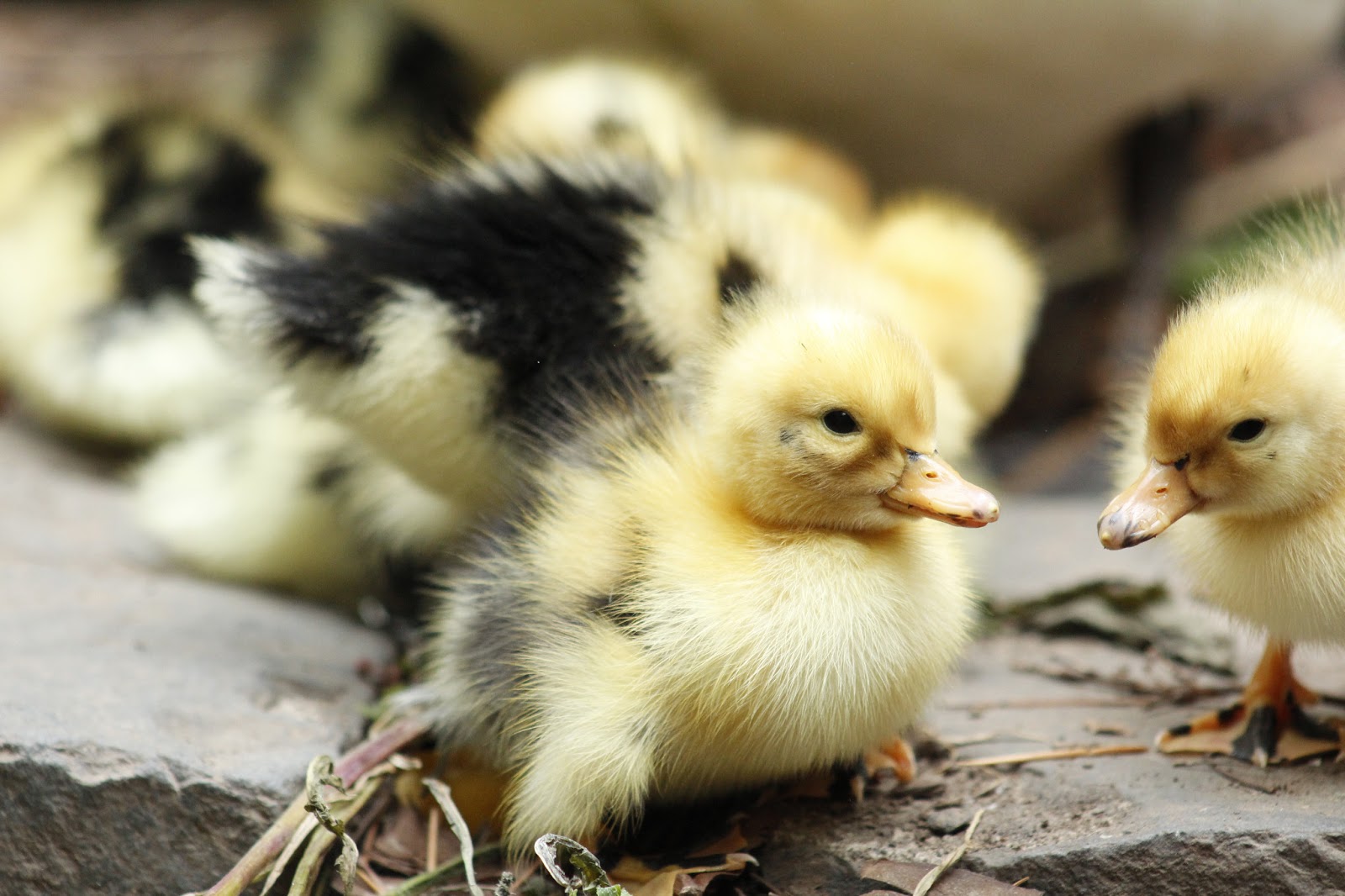 Mama Gone Green: We Have Ducklings!