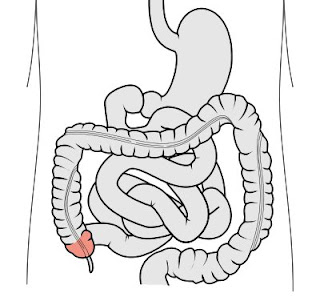 According2Robyn: Digestive System, Part 8: Liver and Cecum
