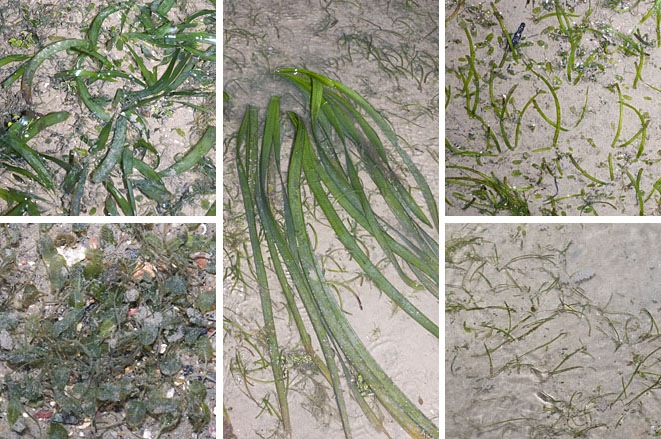 wild shores of singapore: Seagrasses at the natural underwater world on ...