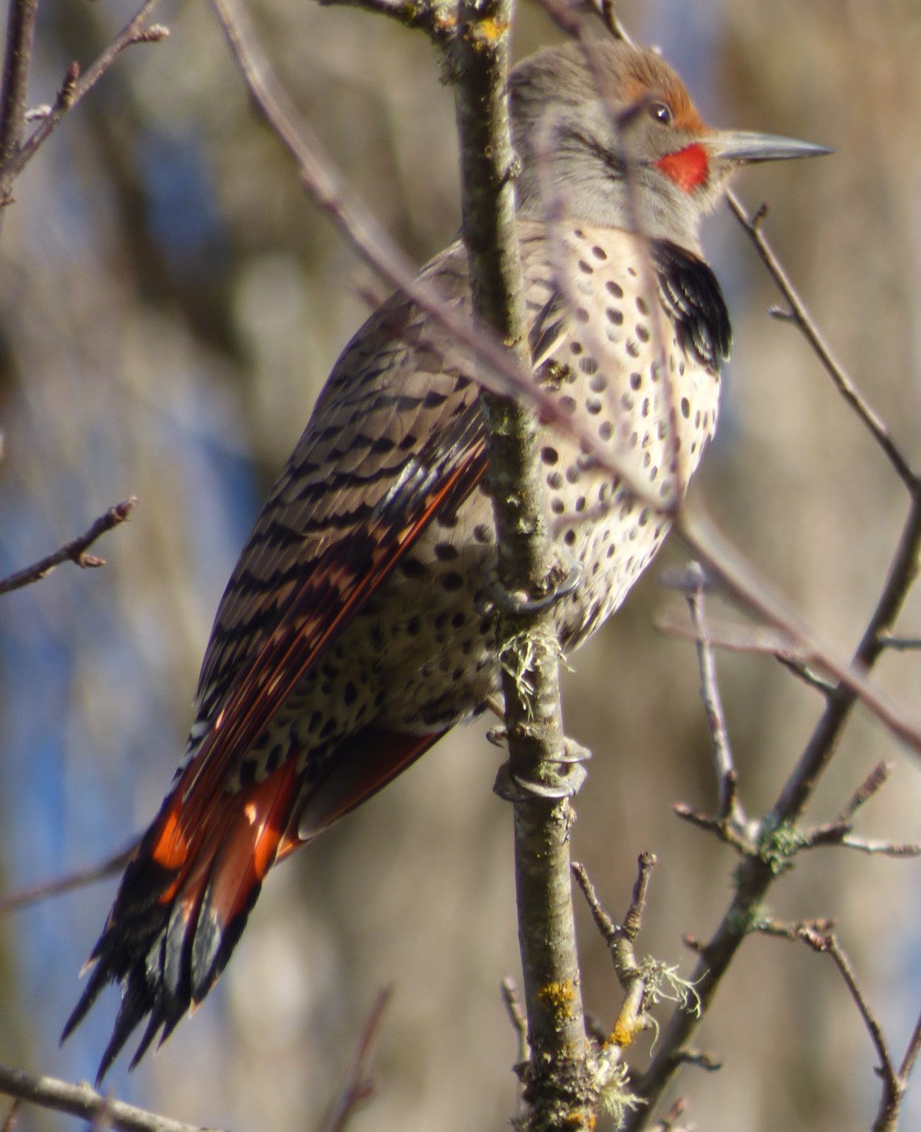 Birds: Fink Family Farm Bird List