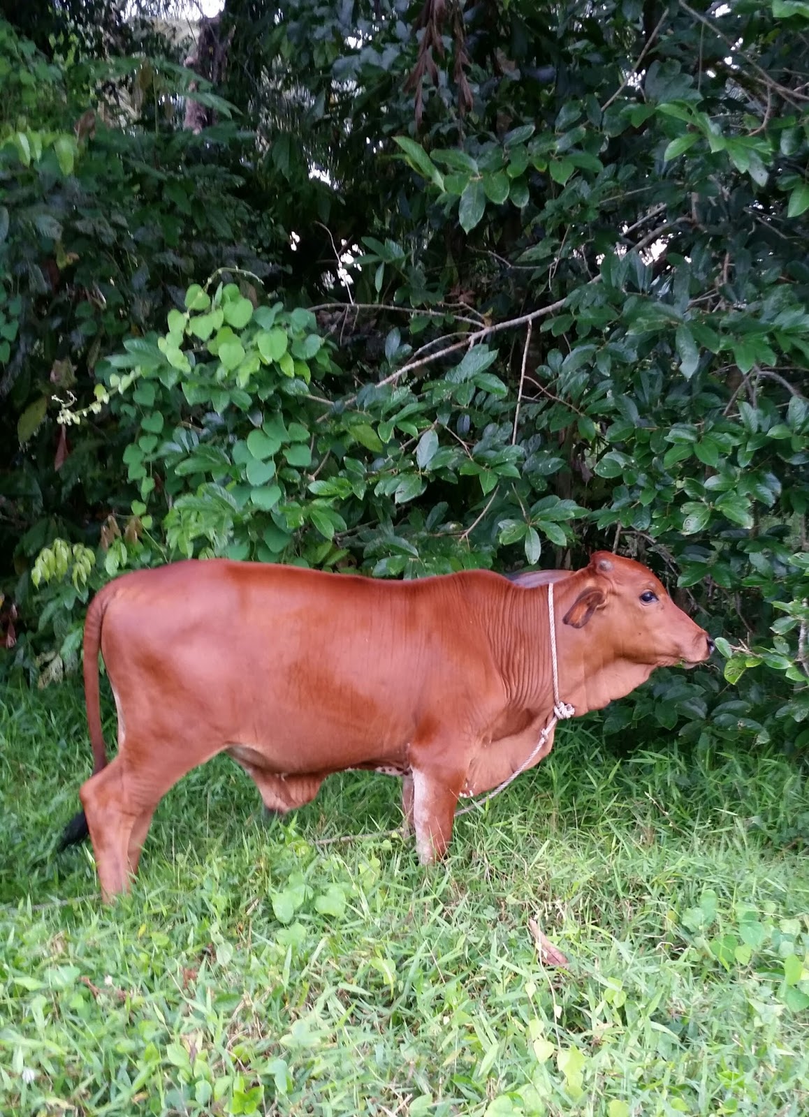 Warisan Petani: Ternakan Lembu 10 : Anak-anak Lembu.