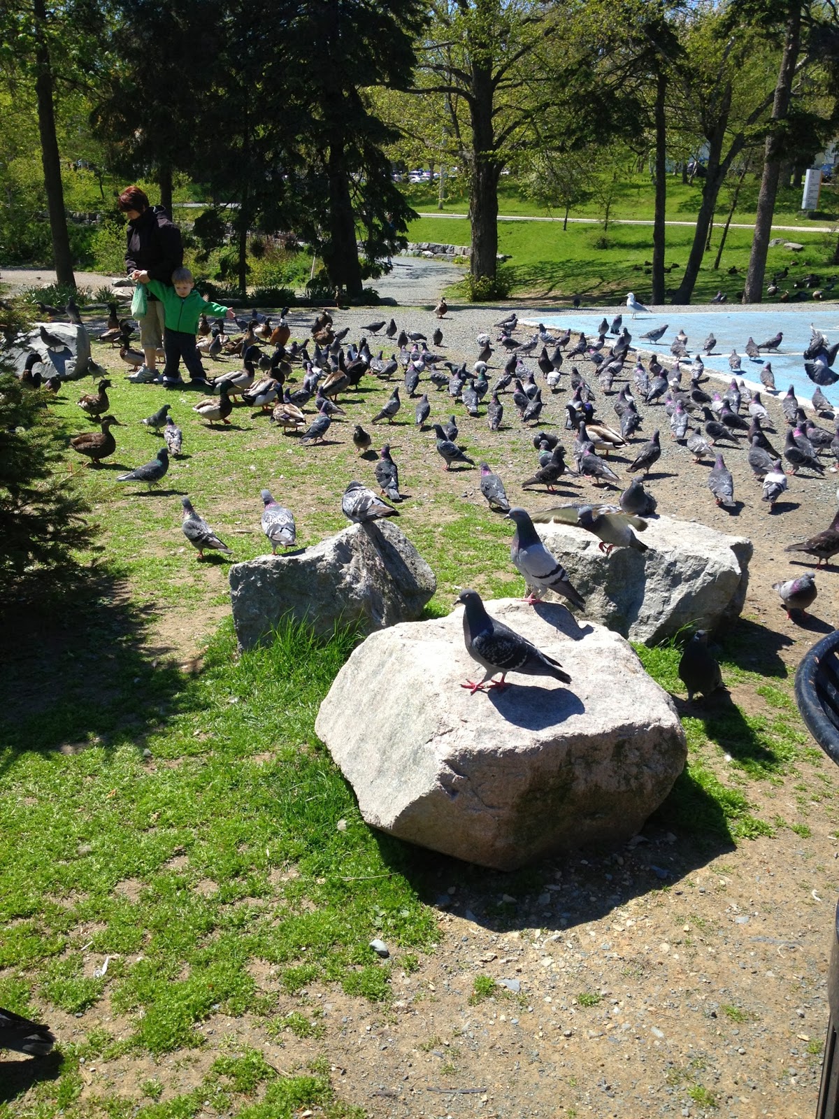 Flynn's Hill: An Afternoon at Bowring Park