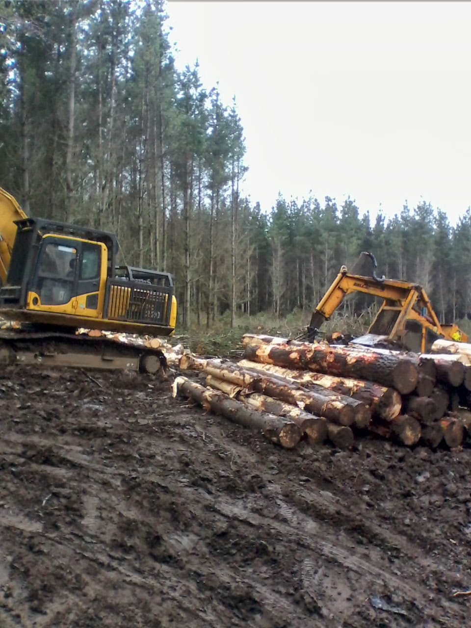 Material de Educación 1º a 8º Básico: La madera: Un Recurso Renovable.