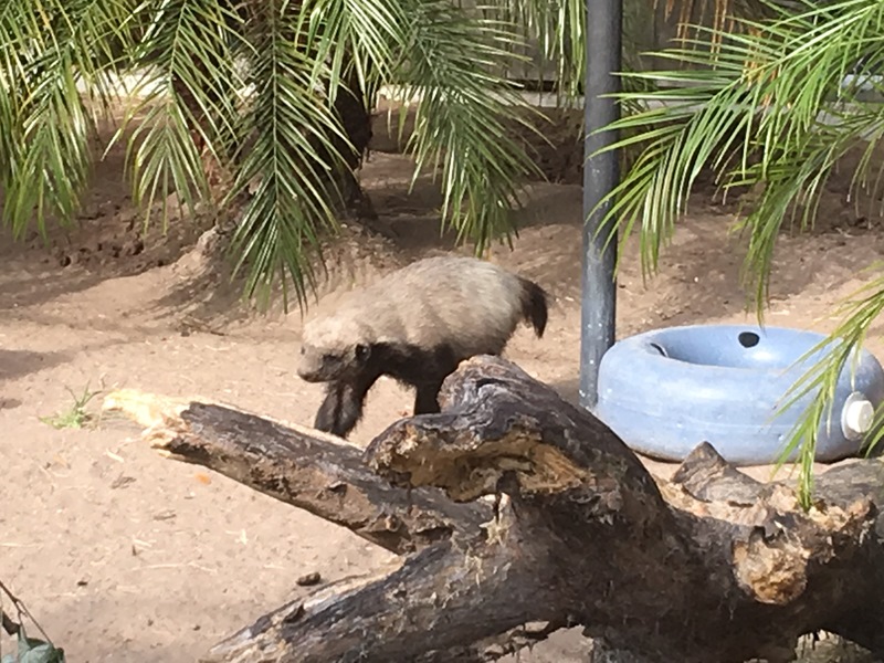 The Zoo Review: Zoo Review: Naples Zoo, Part II