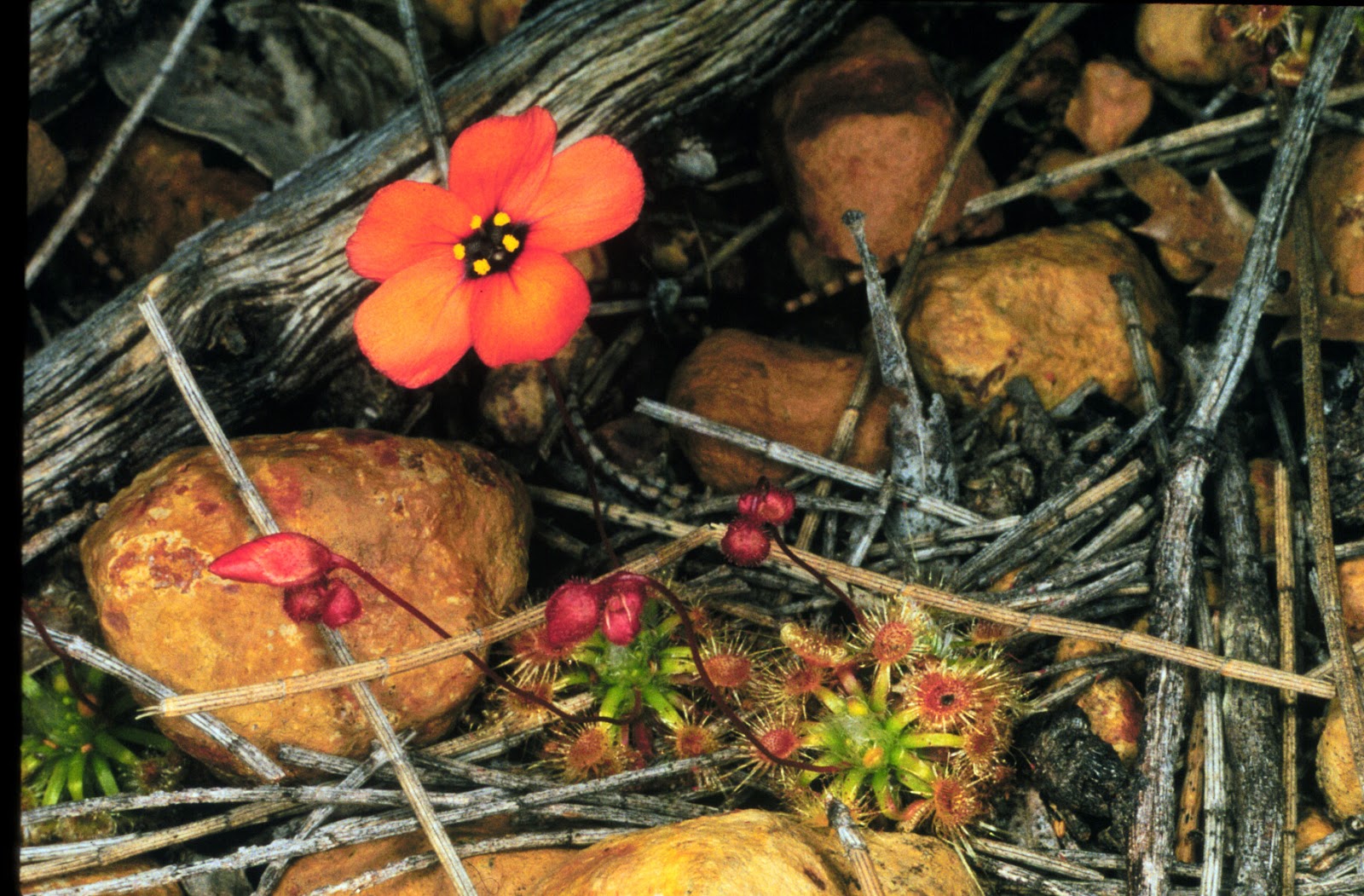 Botany Professor: The long and short of it - the story of internodes