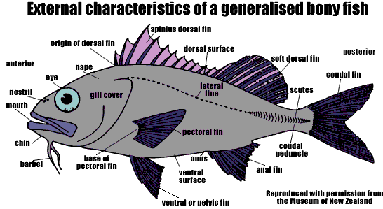 Science Class: Vocabulary #8 (Complex animals)