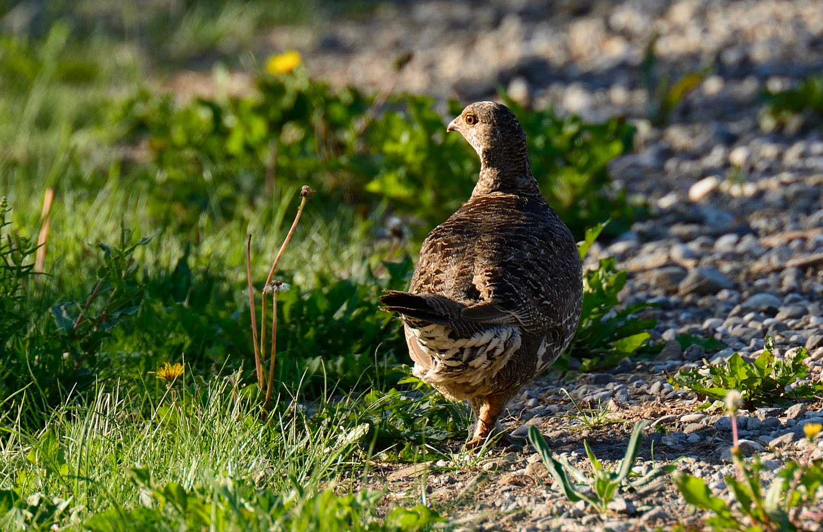 Turbo's Track and Photo Tour: Dusky and Ruffed Grouse Chicks(20140804 ...