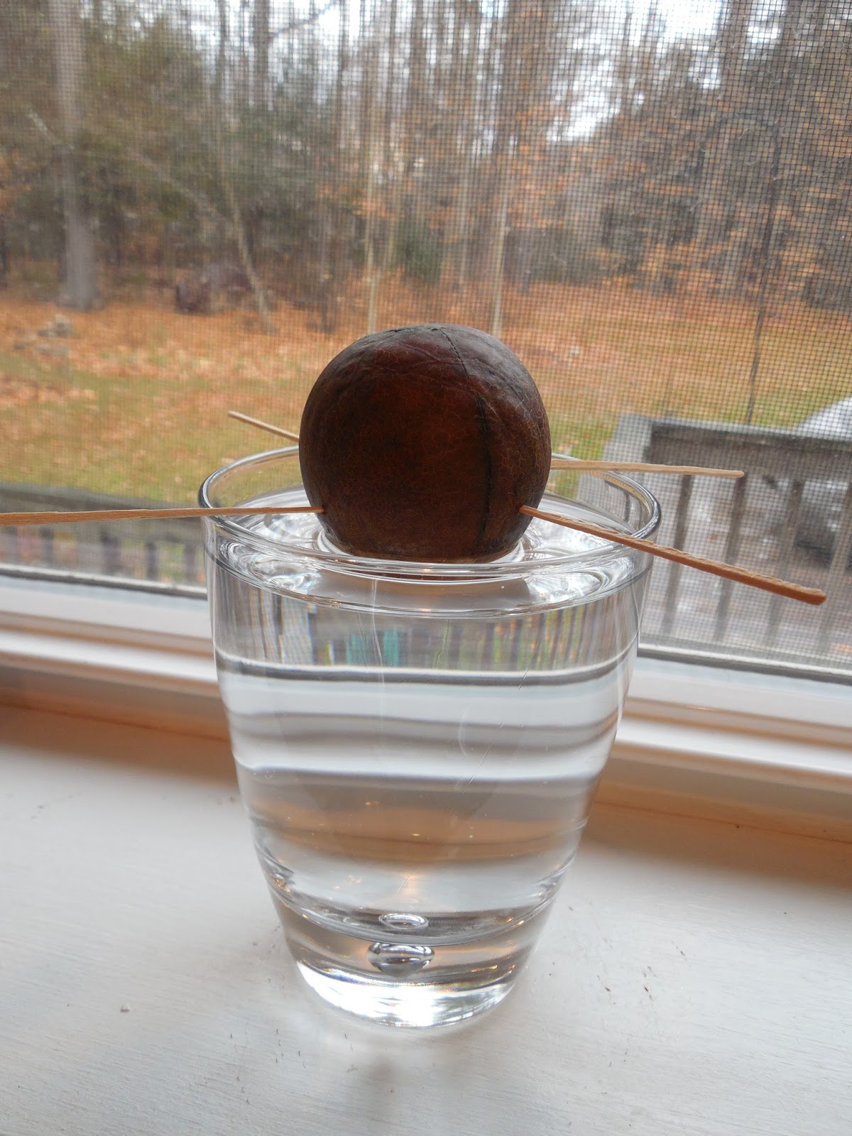 Share it! Science : Saturday Science Experiment: Grow an Avocado!