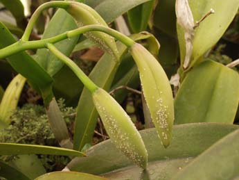 Basic Care: Common Orchids Pests : Sap Feeding Insects : Whiteflies