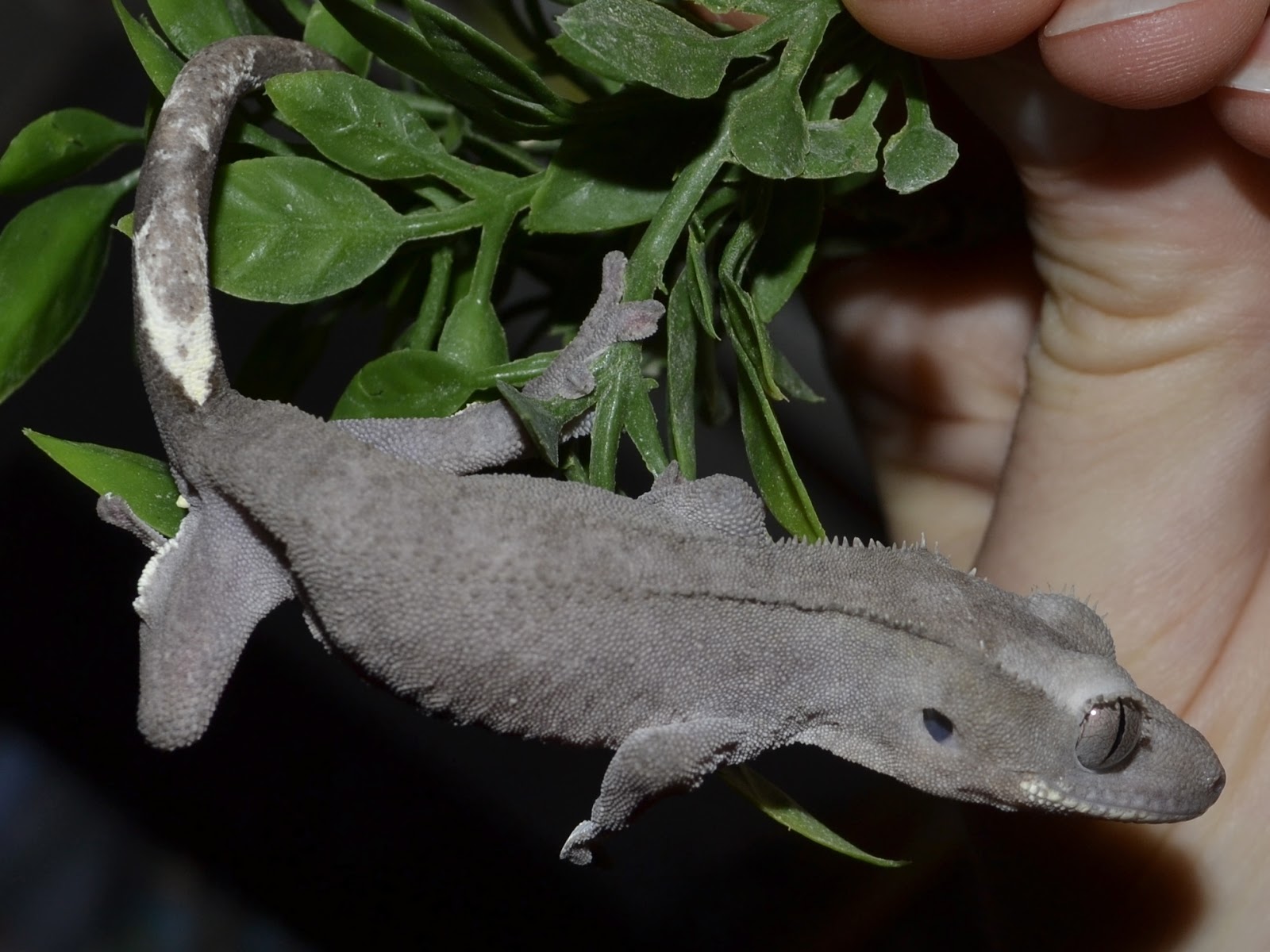 Crested Geckos Blog: Grey Geckos Photos