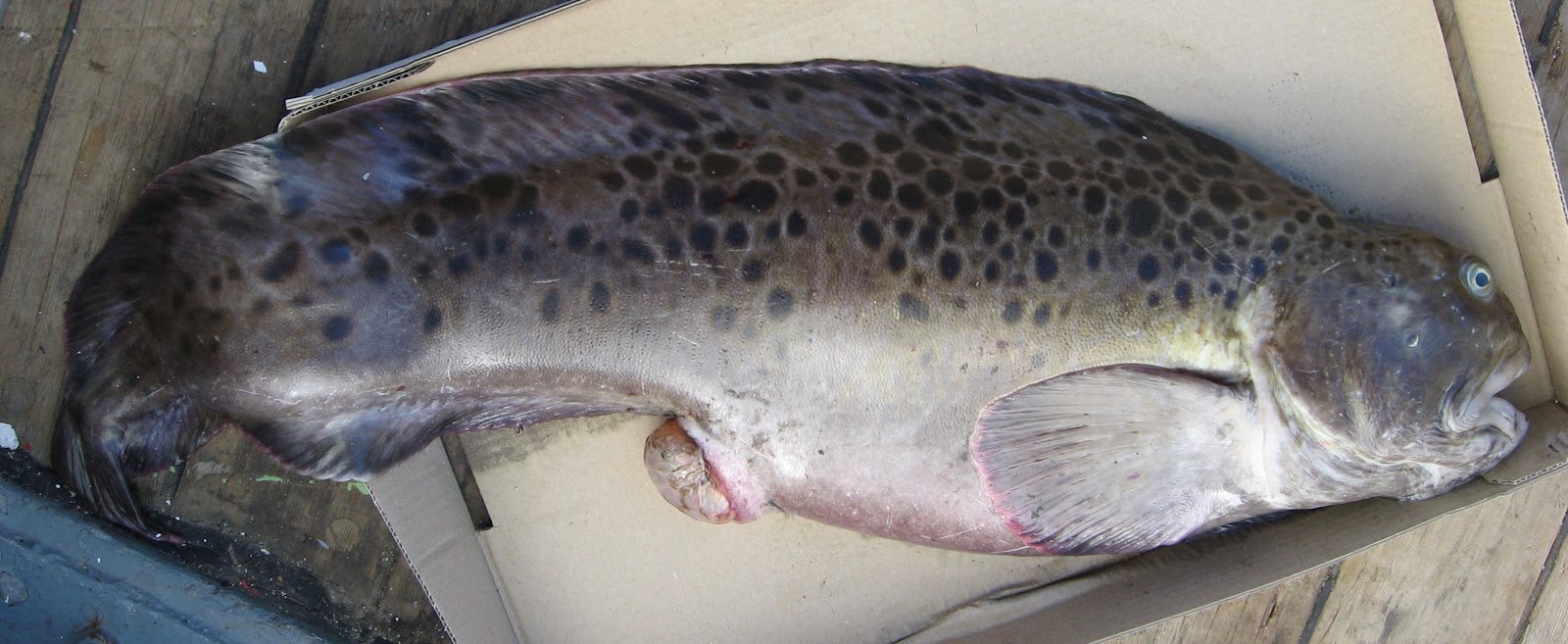Oppdag Fisk!: Flekksteinbit/Spotted Wolffish/Anarhichas Minor (Saltvann)