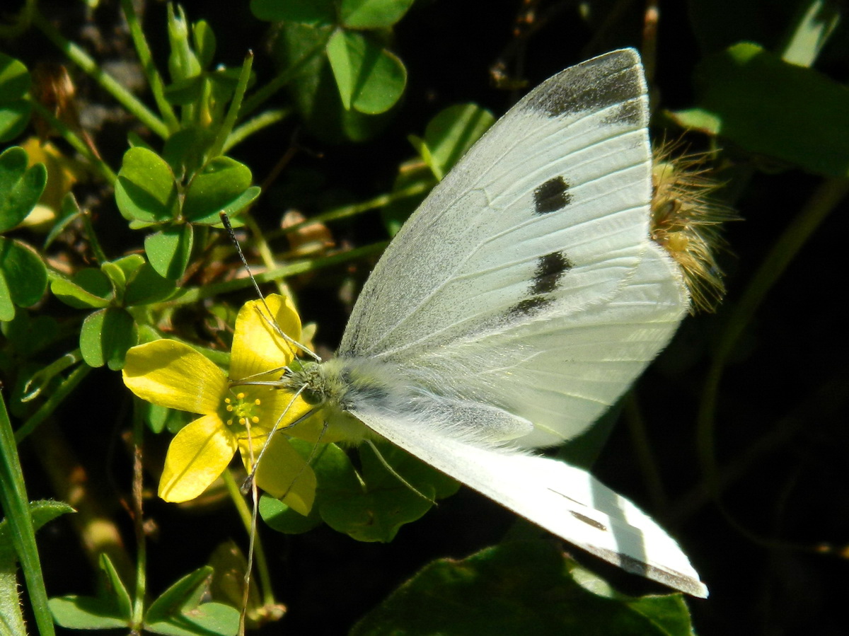 LA MULTI ANI, ROMANIA!: Fluturi albi pe flori de camp