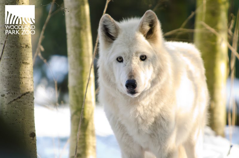 Woodland Park Zoo Blog: Saving Washington Wolves