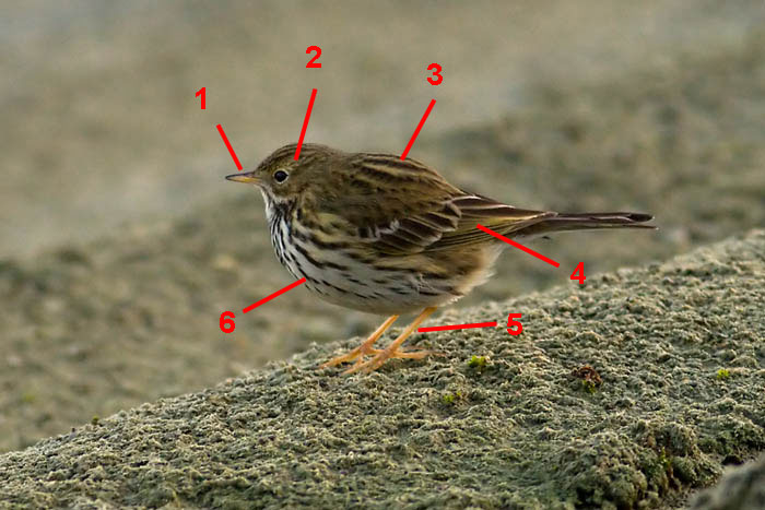 Axe Birding: Winter Water Pipit ID