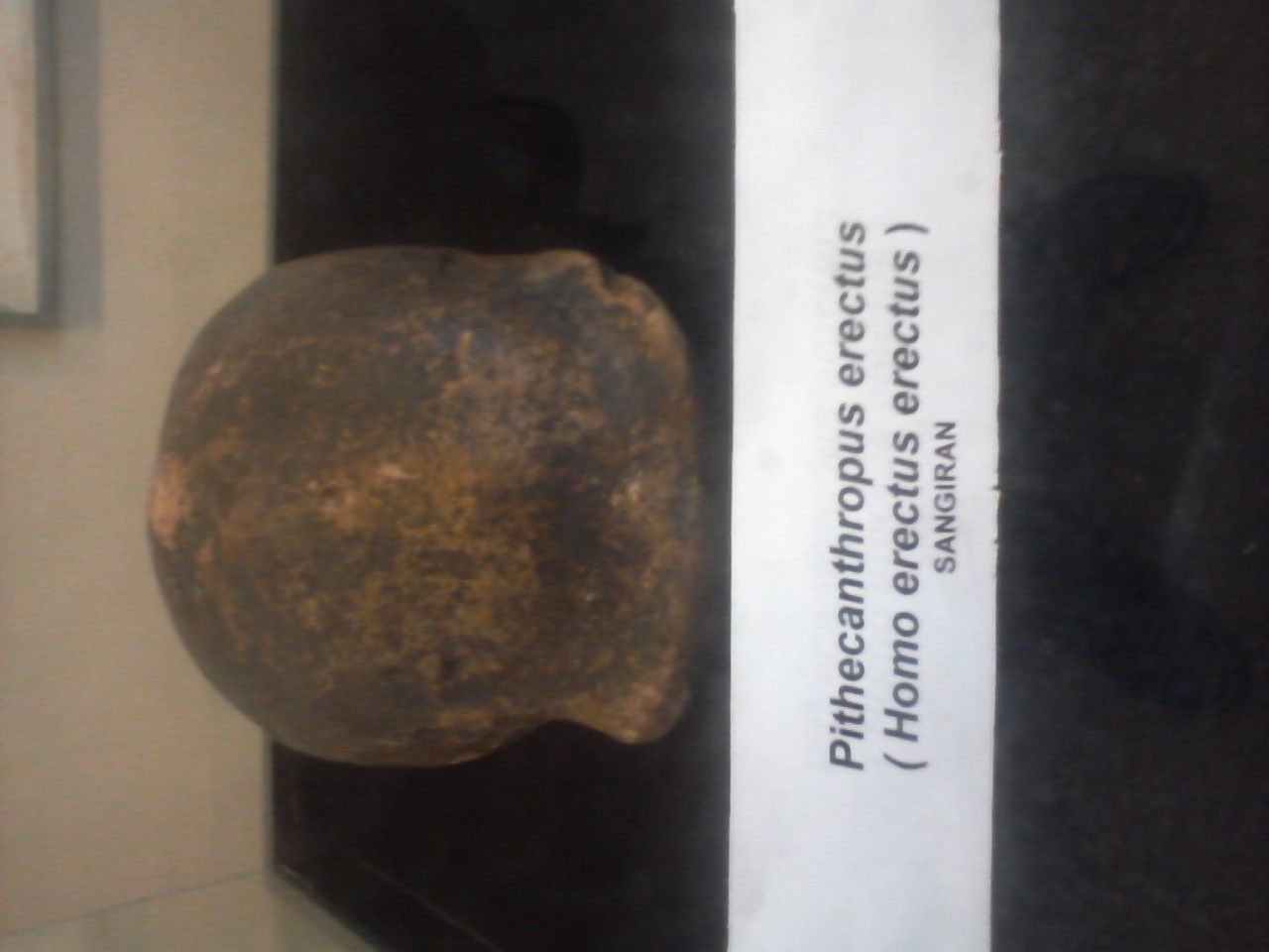 Tentang Antropologi, Sosial, Budaya, Musik, dan Sesuatu :)