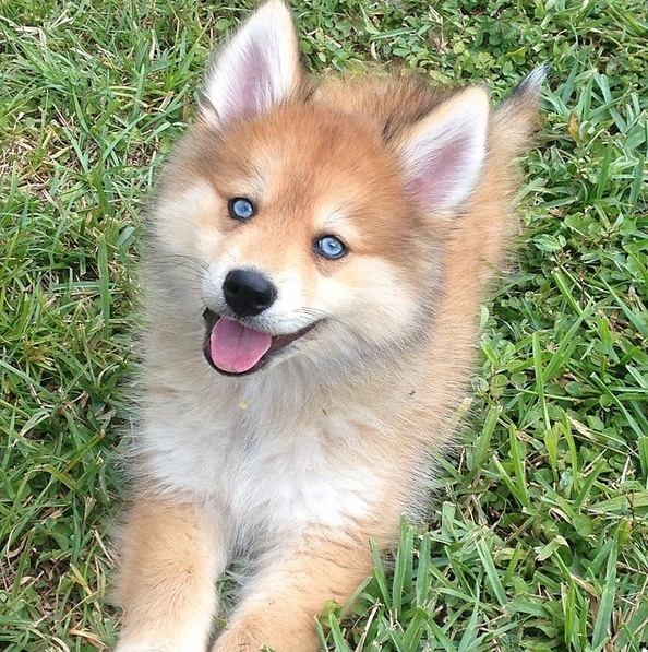 Fox Husky Mix