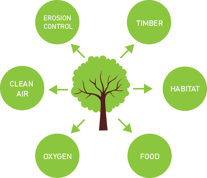 Tree for Mankind: Benefits of Planting Trees
