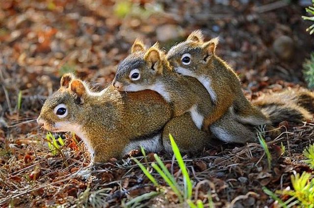 Top 15 Comedy And Funny Animals Wallpapers In HD