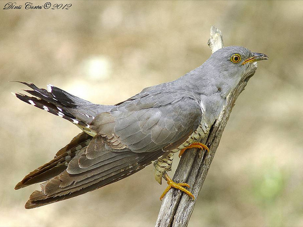 estado de Barrancos: Este ano o cuco já cantou!