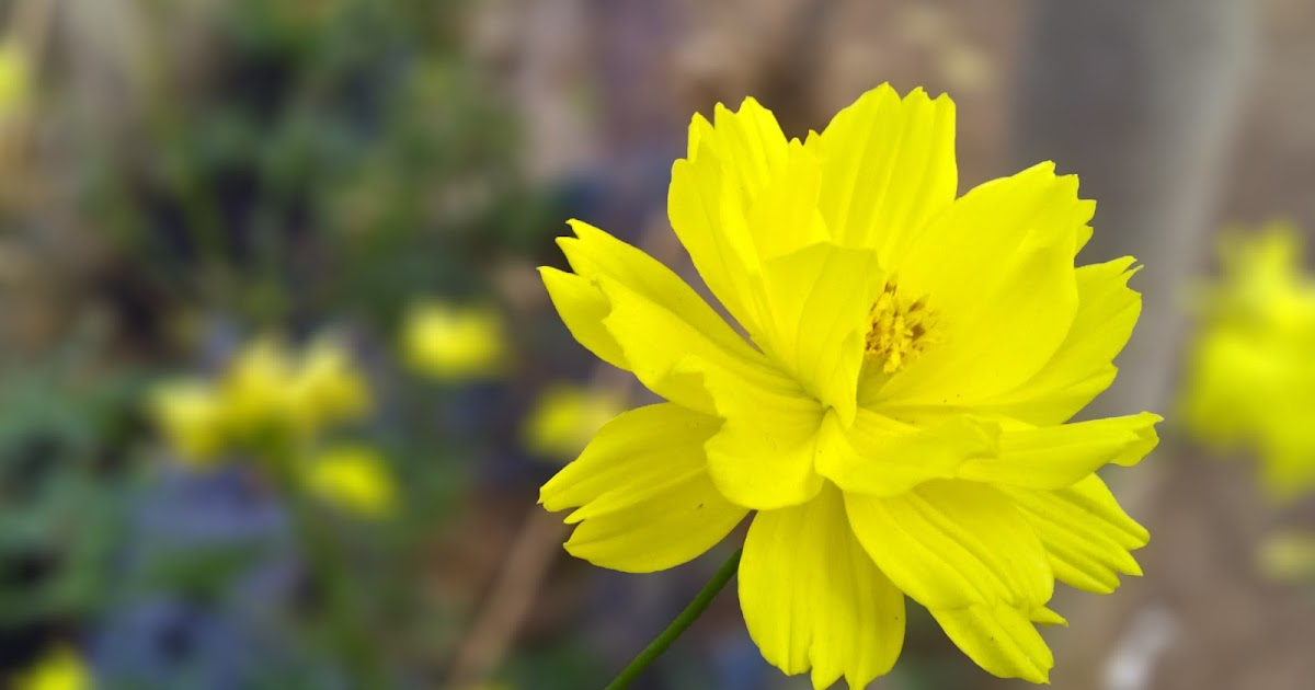 Kembang Kenikir ~ Kang Aron