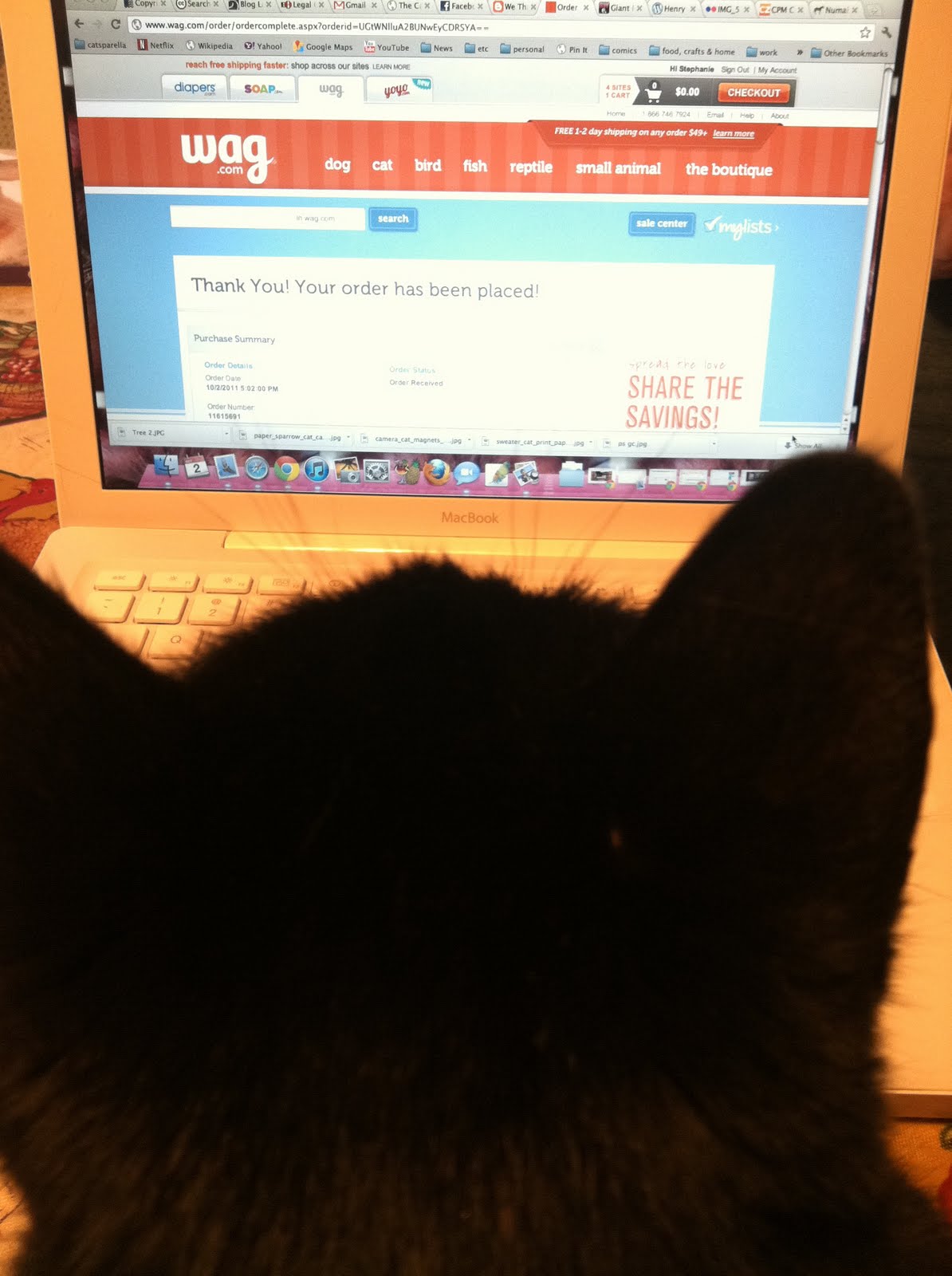 Catsparella: Charlie Goes Shopping on Wag.com