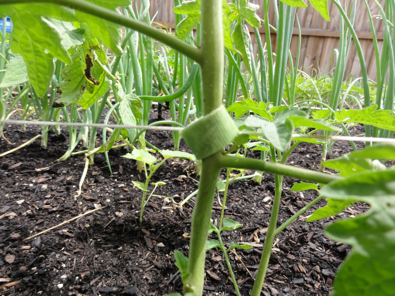 Thyme To Garden Now: Building Tomato Trellis Structures