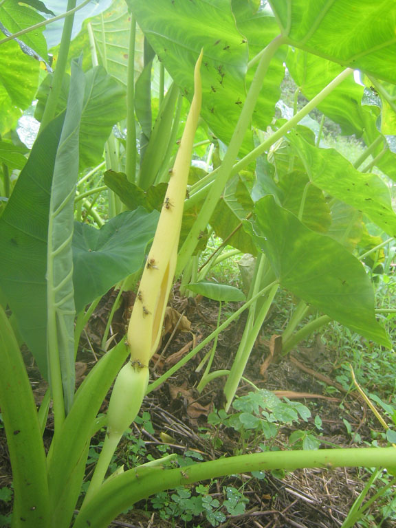 Tropical Homestead: Pua Kalo: the taro flower in our garden