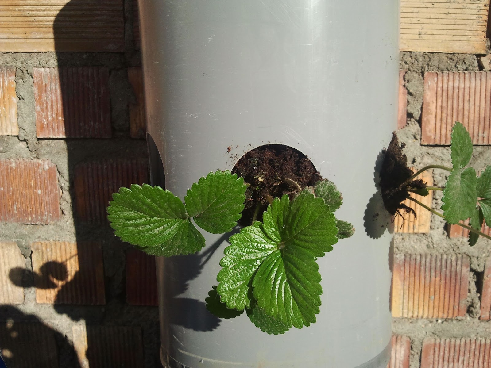 Como Sembrar Fresas De Una Forma Económica Y Ecológica Como Sembrar