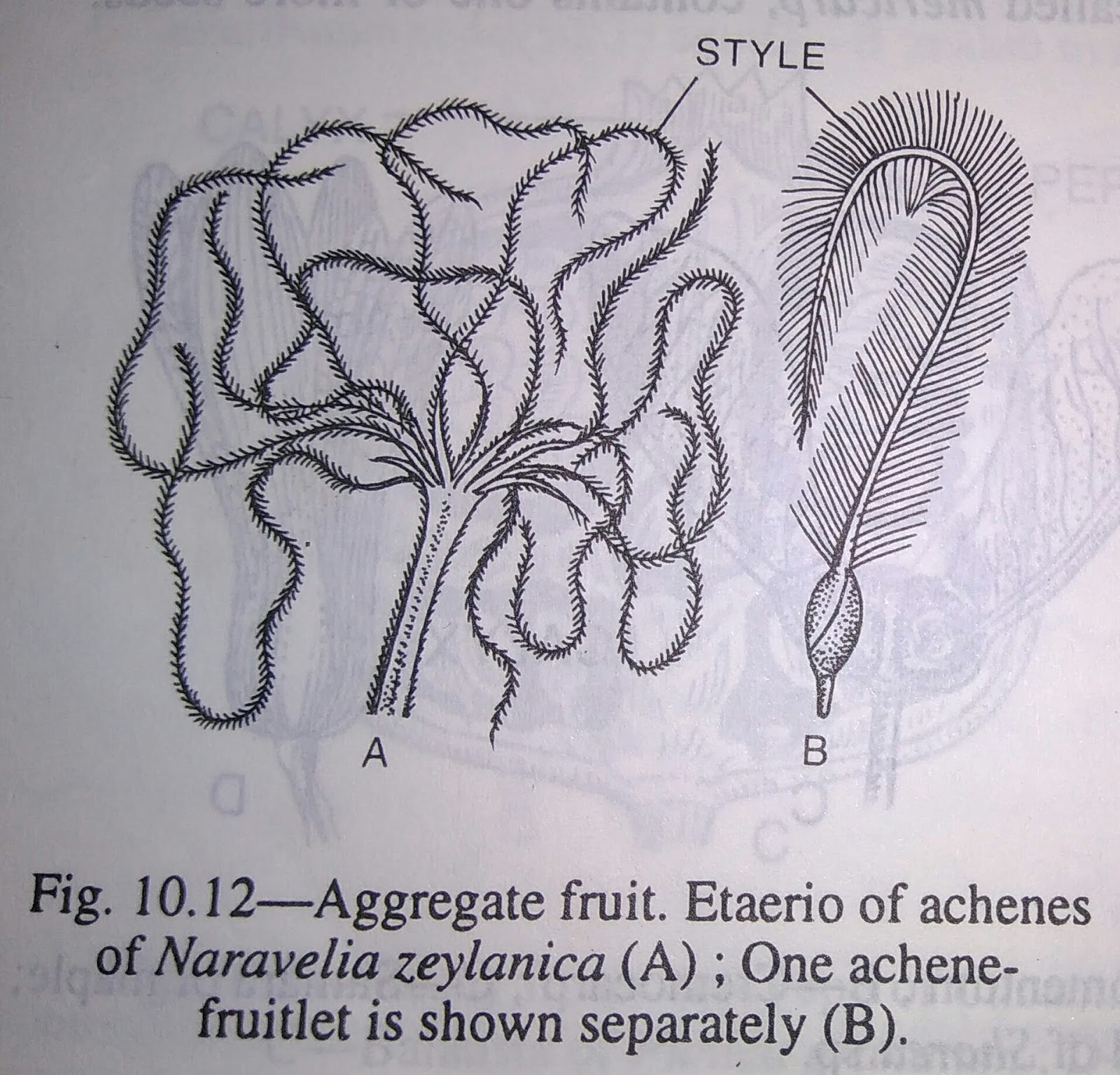 Aggregate fruits-digieduco