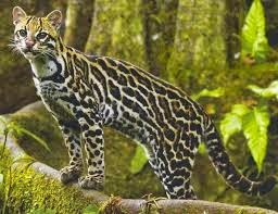 "El ocelote"