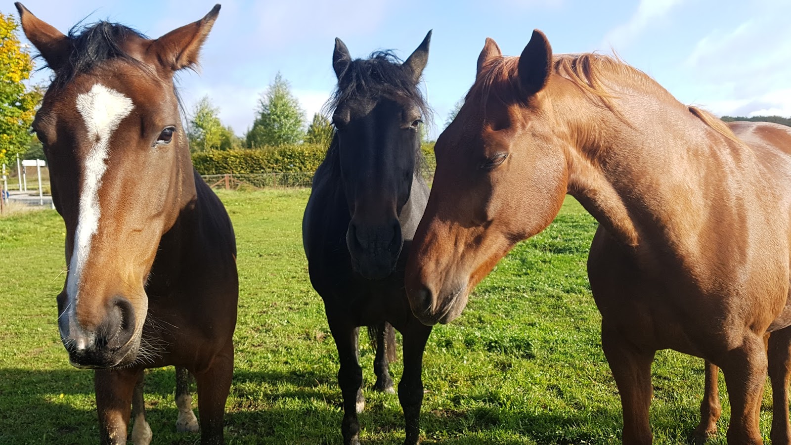 Pampered Ponies - Living the Luxurious Life in Luxembourg