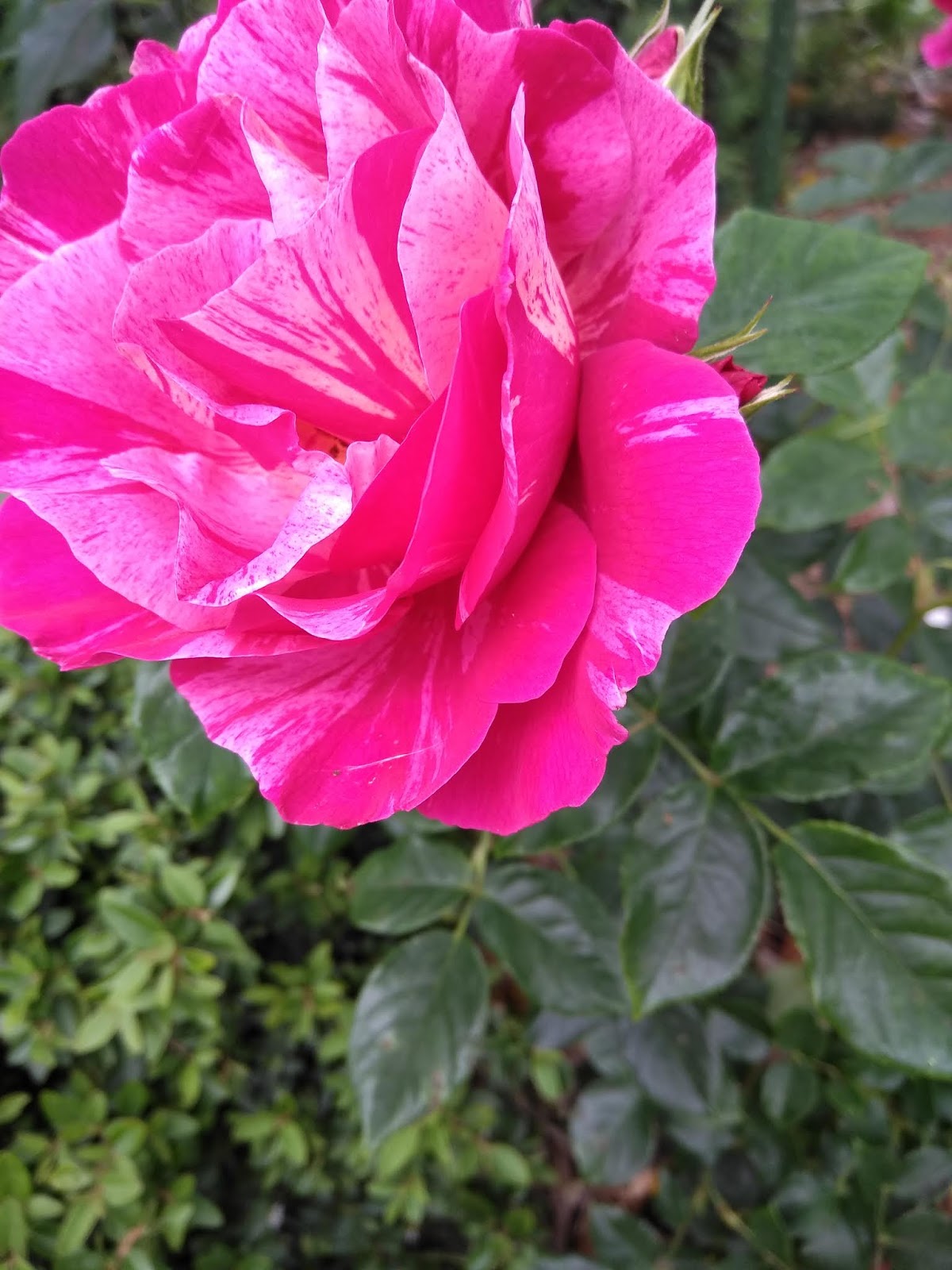 My Cooking and My Garden: FLOWERS AND FRUITS