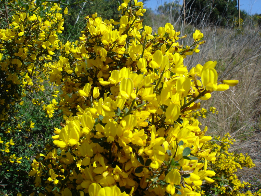 FLORS: Argelaga negra (Calicotome spinosa)